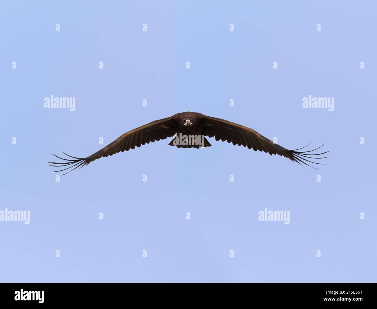 Cinereous Vulture - in flight Aegypius monachus Rajasthan, India ...