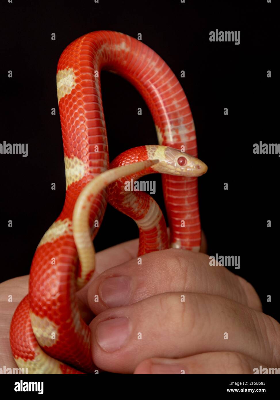 Lampropeltis triangulum, commonly known as the milk snake or milksnake ...