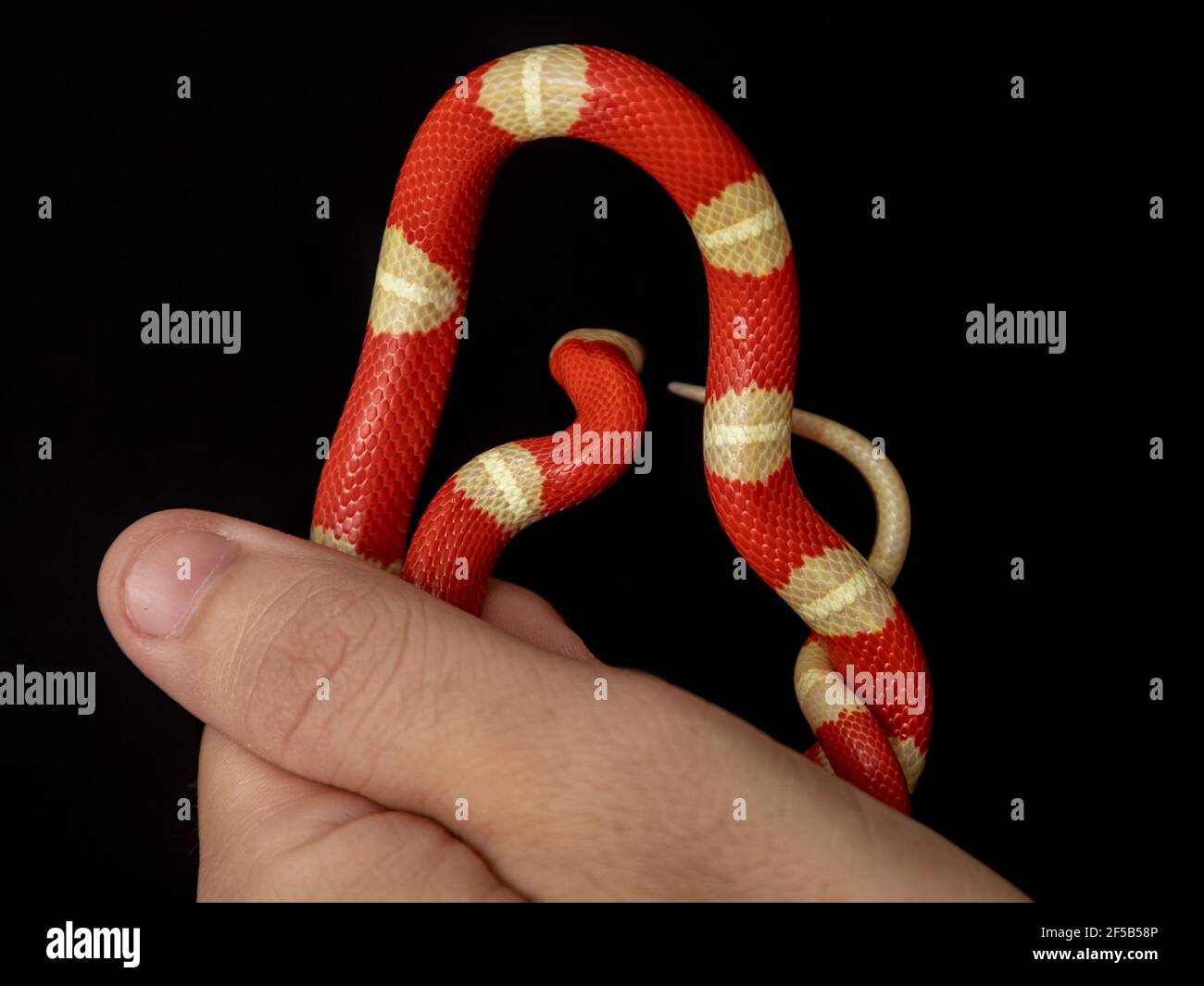 Lampropeltis triangulum, commonly known as the milk snake or milksnake ...