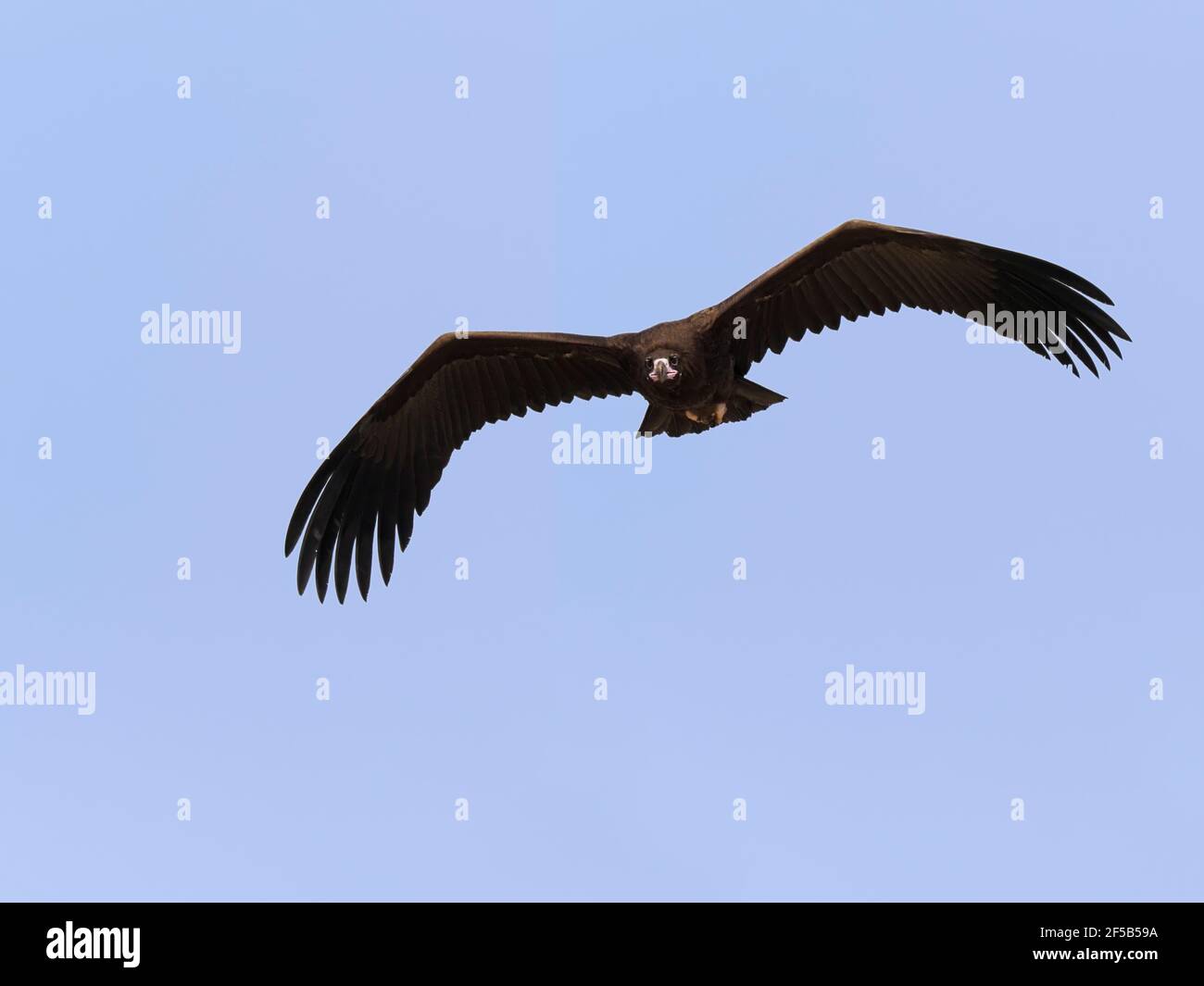 Rajasthan vulture hi-res stock photography and images - Alamy