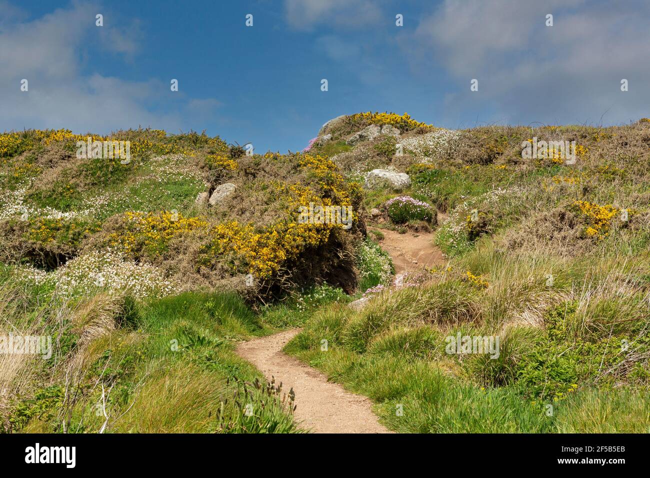 Footpath winding its way through heather and gorse Stock Photo - Alamy