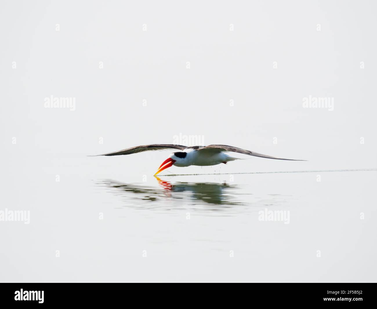 Indian skimmer skimming hi-res stock photography and images - Alamy