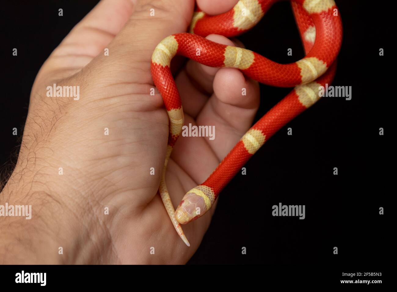 Lampropeltis triangulum, commonly known as the milk snake or milksnake ...