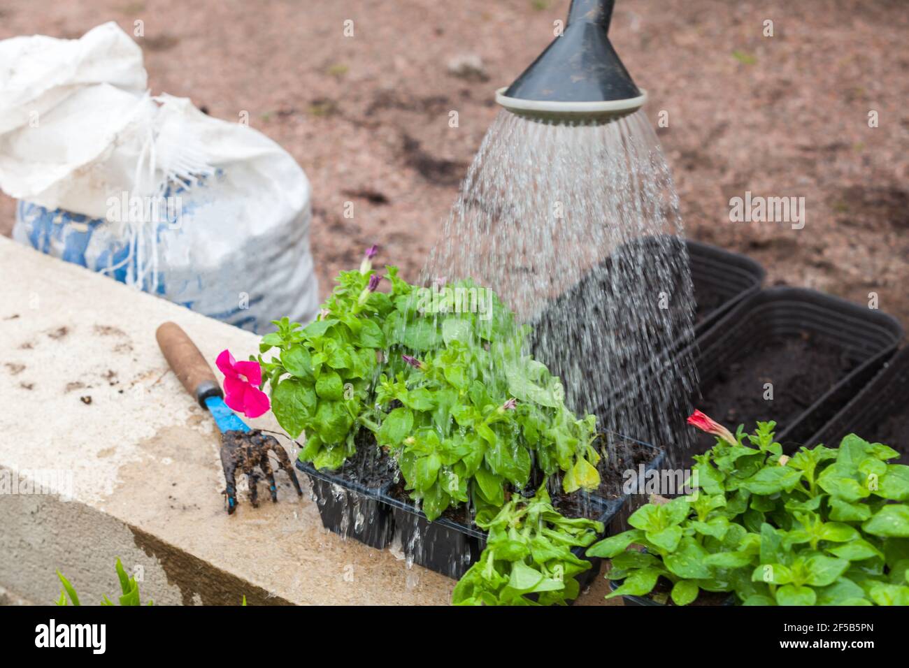 Watering of flower seedlings in decorative pots Stock Photo - Alamy