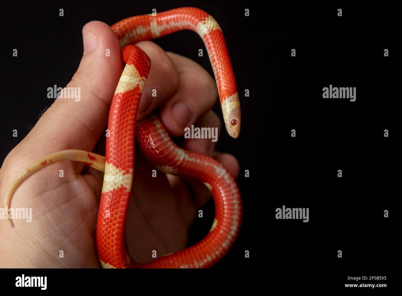 Lampropeltis triangulum, commonly known as the milk snake or milksnake ...