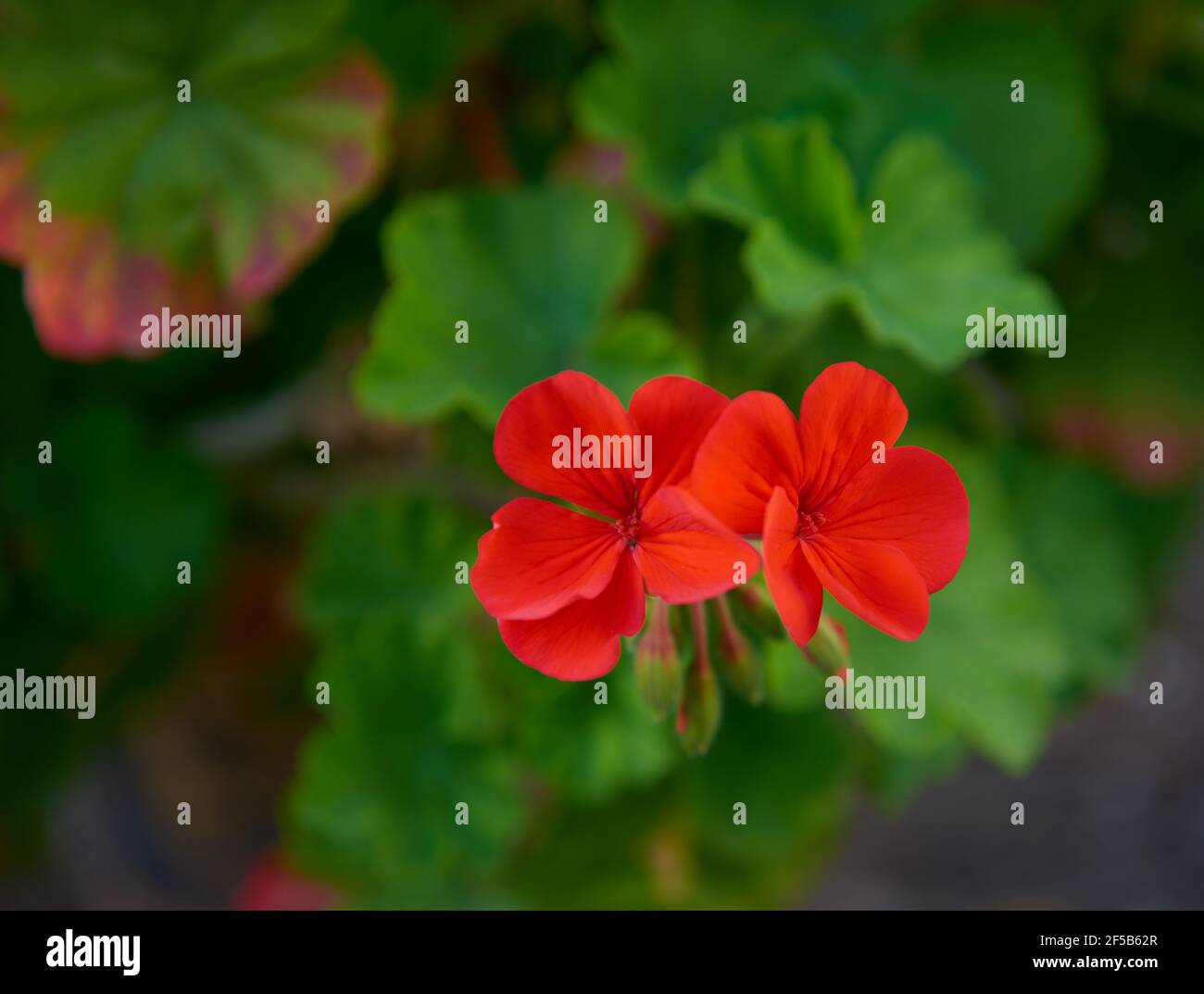 A beautiful red geranium in spring bloom Stock Photo - Alamy