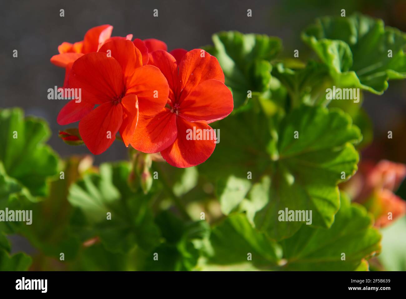 Trailing pink geraniums hi-res stock photography and images - Alamy