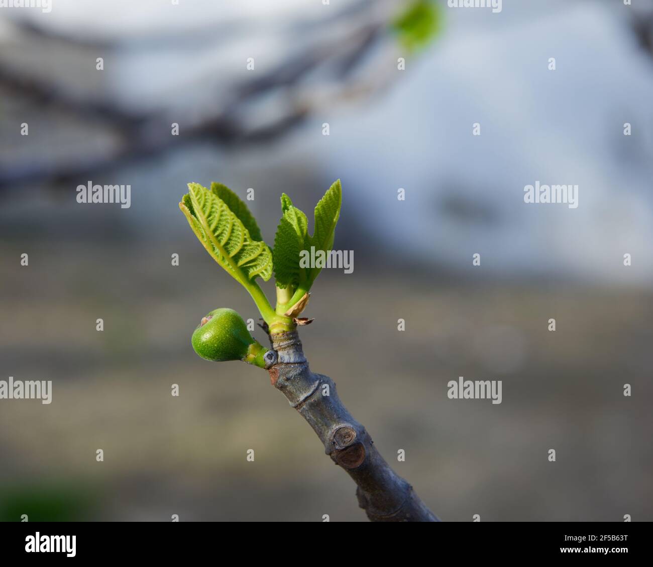Fig bud hi-res stock photography and images - Alamy