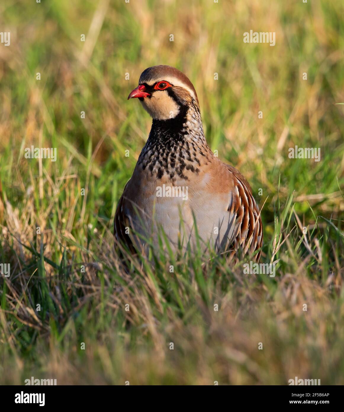 Red Legged Partridge in grassland Stock Photo - Alamy