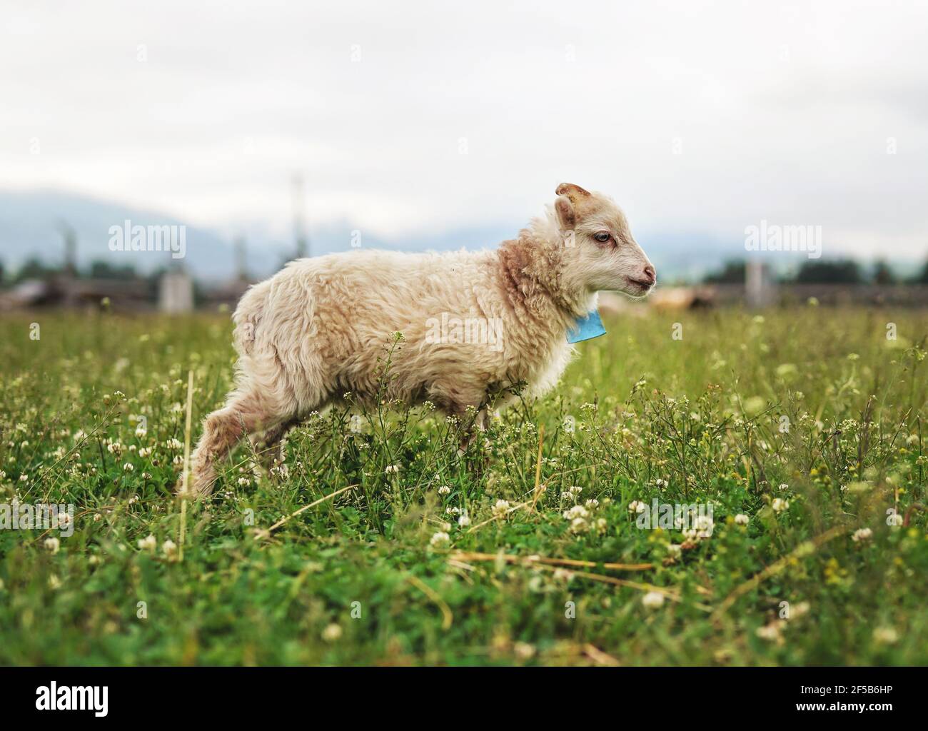 Lamb neck hi-res stock photography and images - Alamy