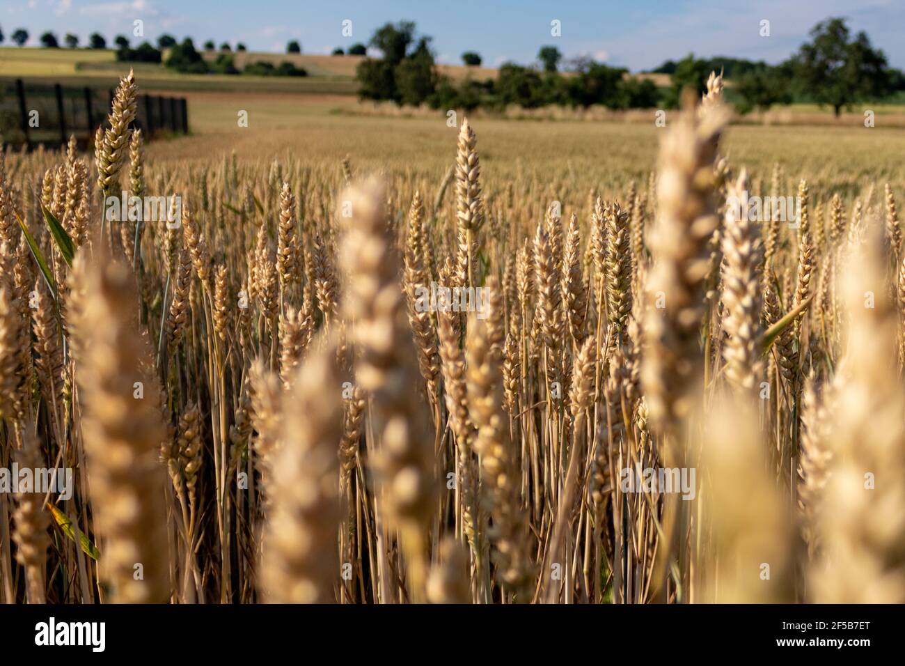 golden wheat field in summer in Germany, close up Stock Photo - Alamy