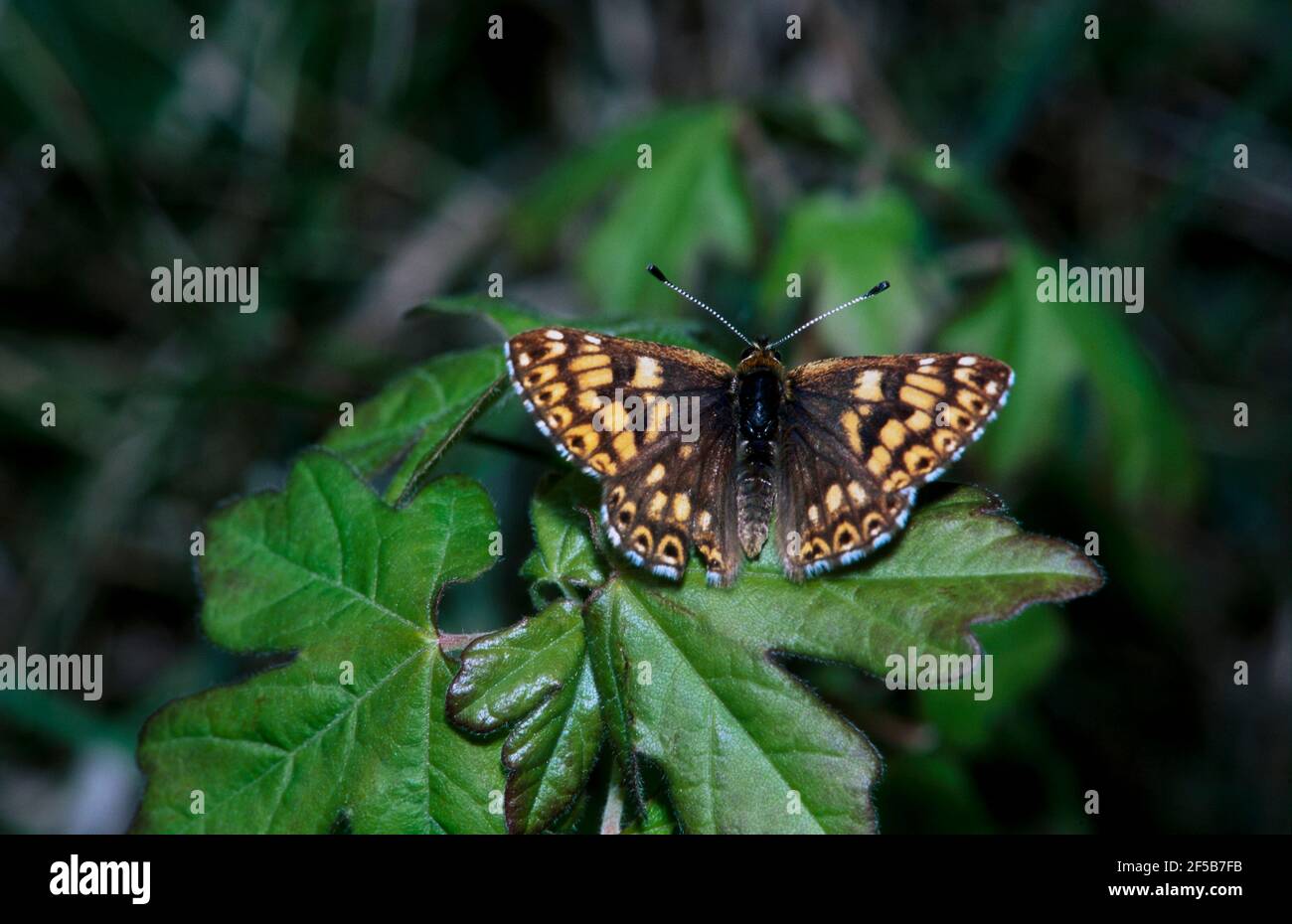 Moths attracted to light hi-res stock photography and images - Alamy