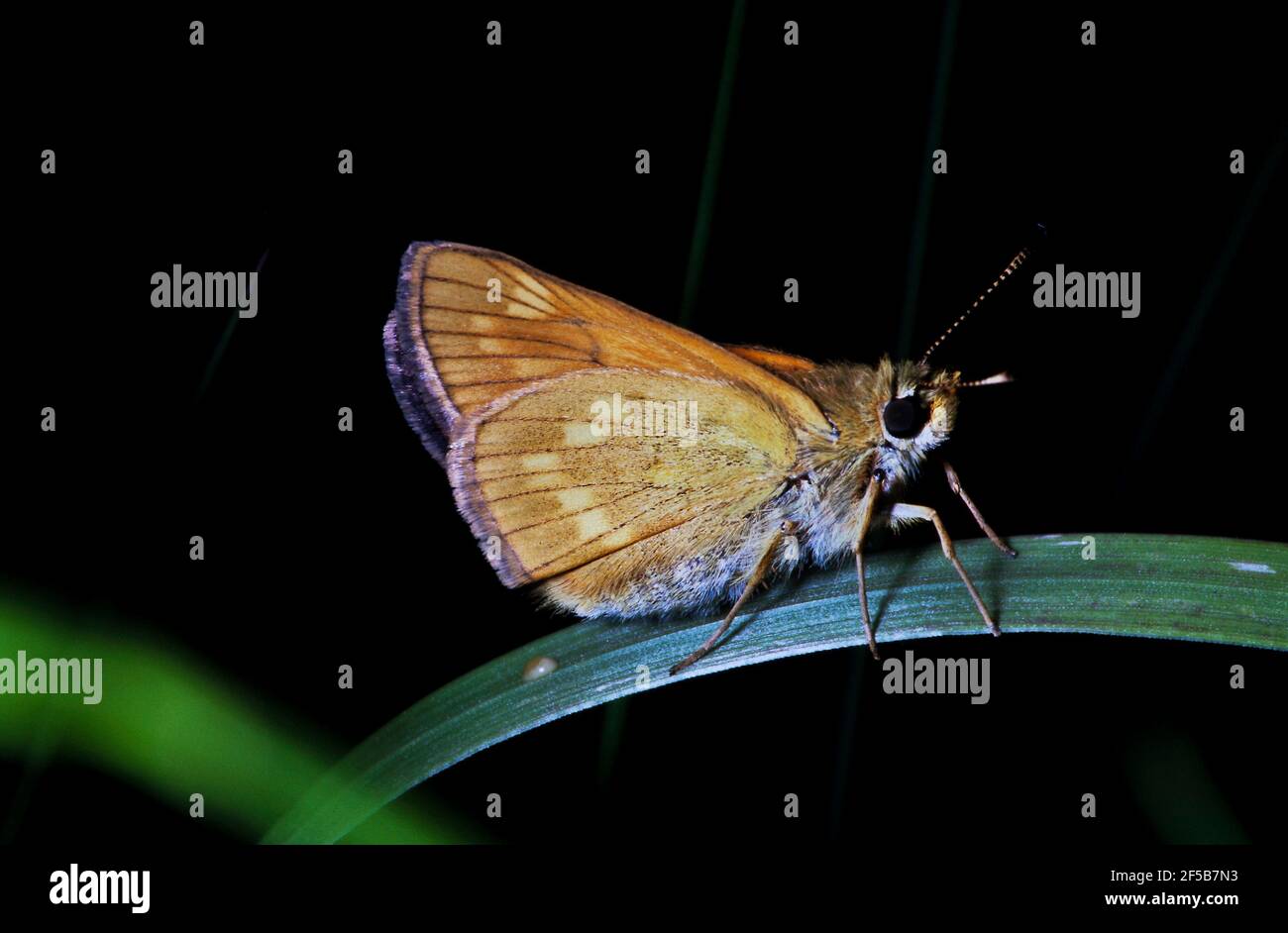 Moths attracted to light hi-res stock photography and images - Alamy