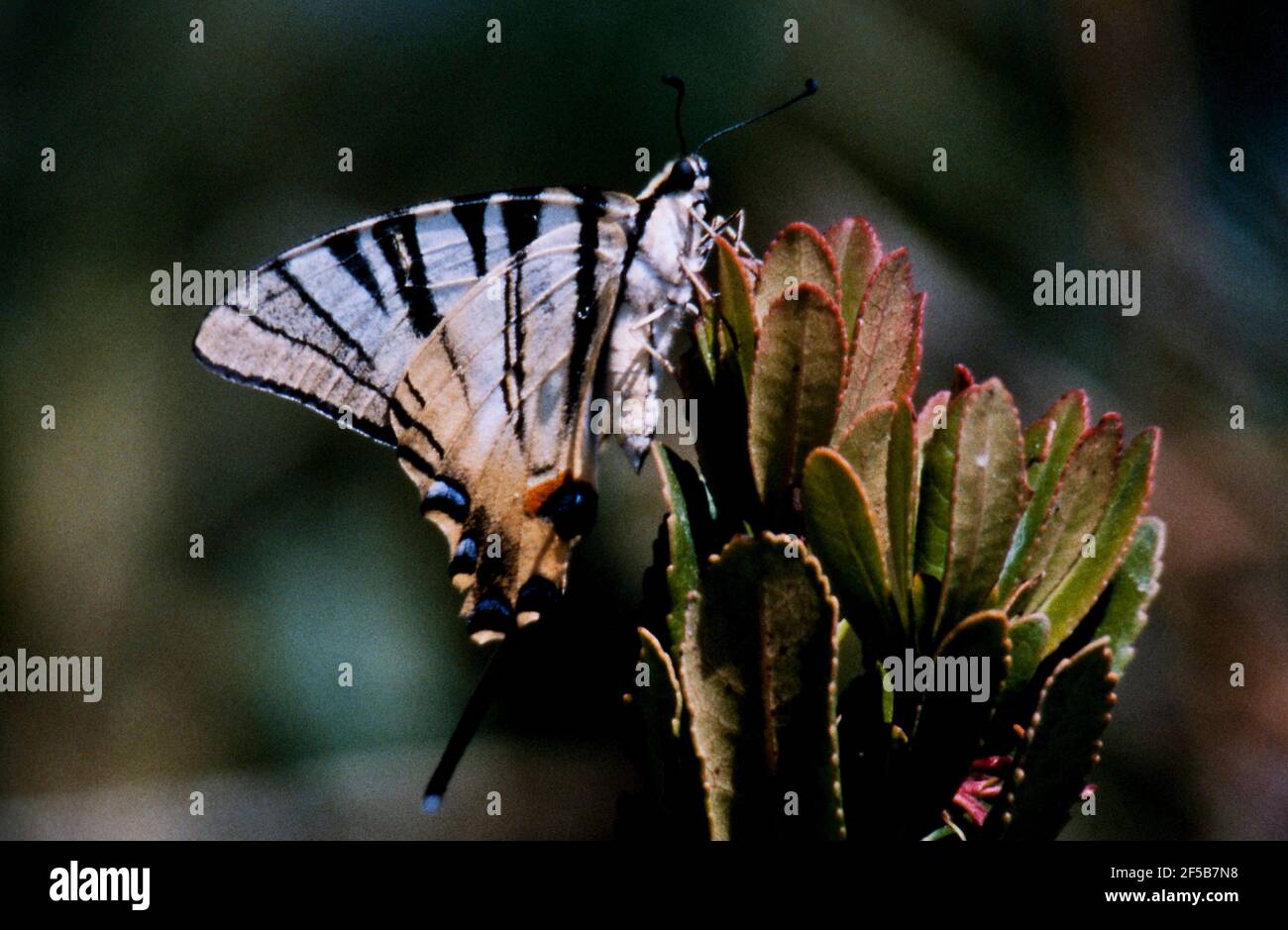 Moths attracted to light hi-res stock photography and images - Alamy