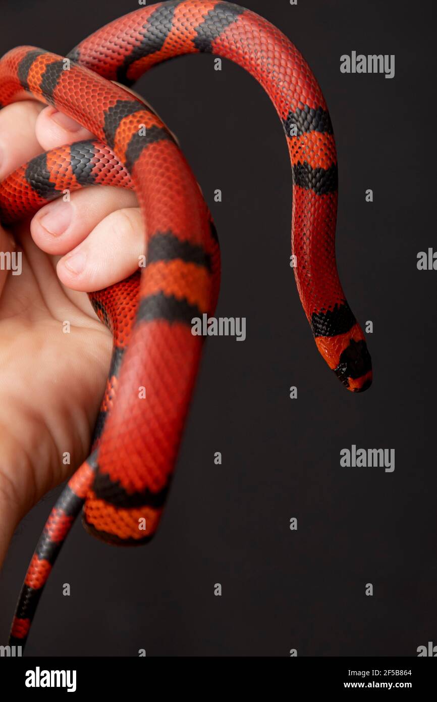 Lampropeltis triangulum, commonly known as the milk snake or milksnake ...