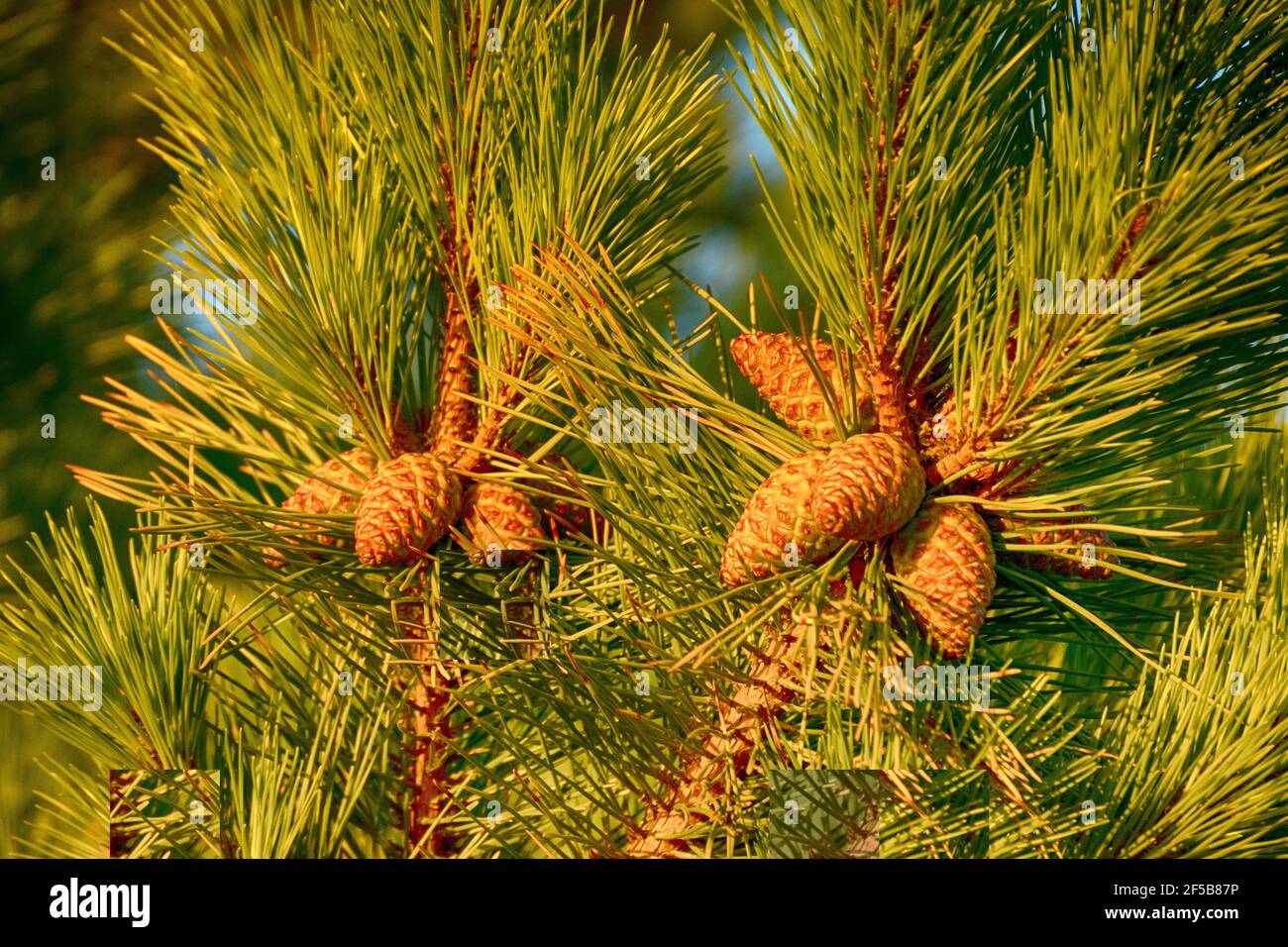 Seasonal symbolism hi-res stock photography and images - Alamy