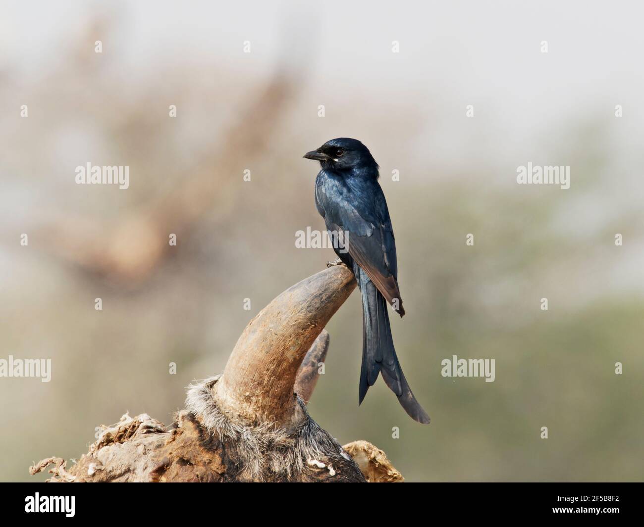 Black Drongo Dicrurus macrocercus Rajasthan, India BI032053 Stock Photo ...