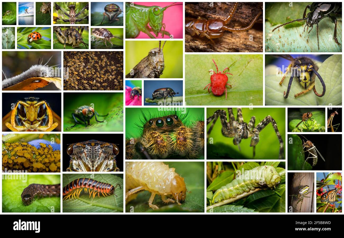 Nature collage of variety of common insects and arachnids shot in ...