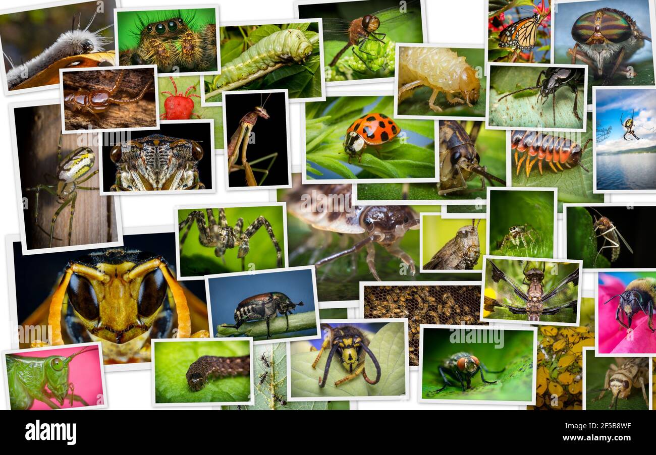 Nature collage of variety of common insects and arachnids shot in ...