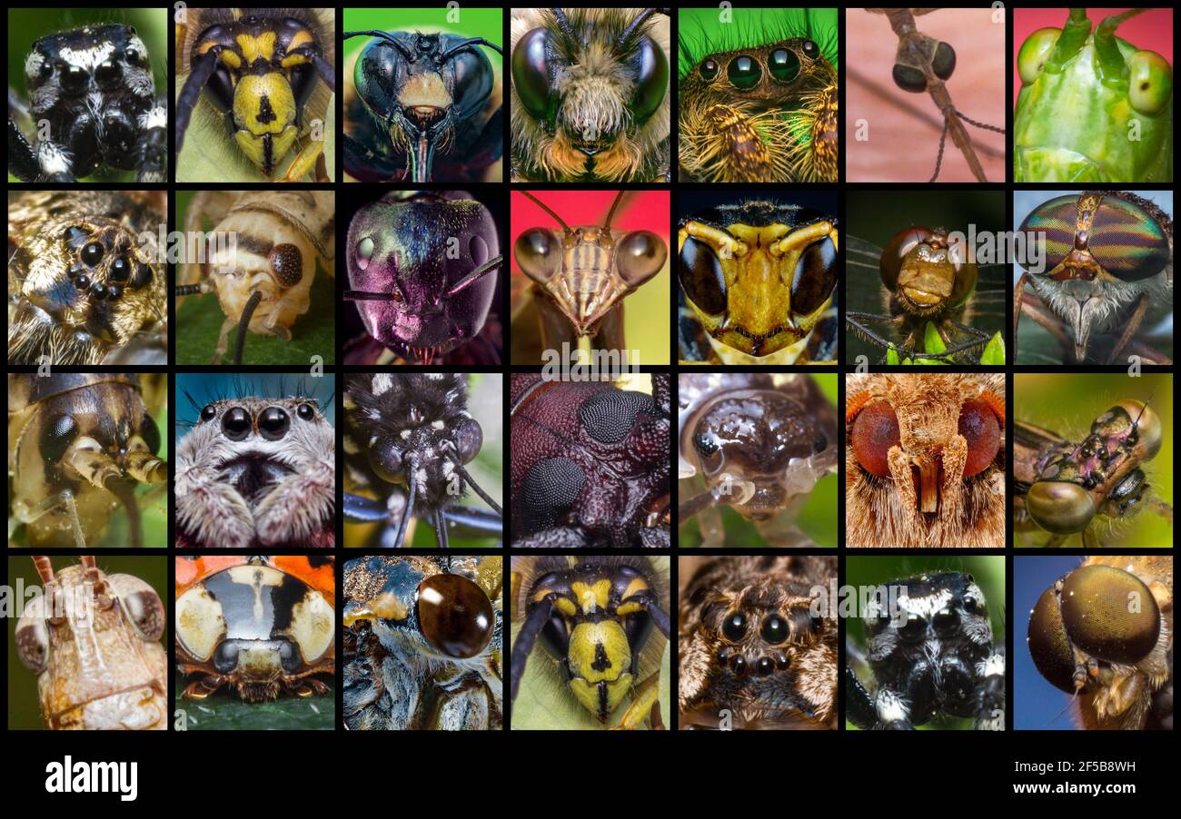 Insect bug and arachnid eyes closeup macro collage Stock Photo - Alamy