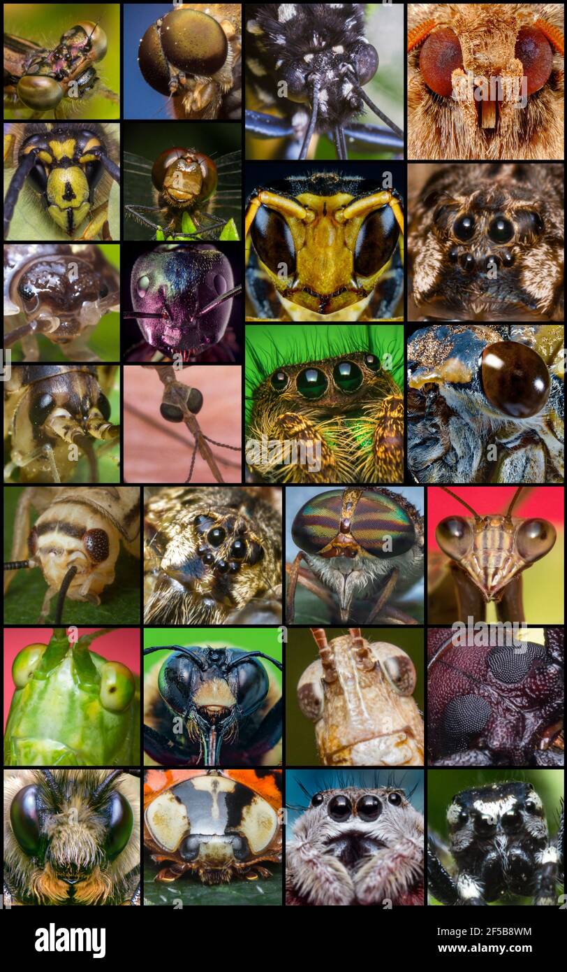 Insect bug and arachnid eyes closeup macro collage Stock Photo - Alamy