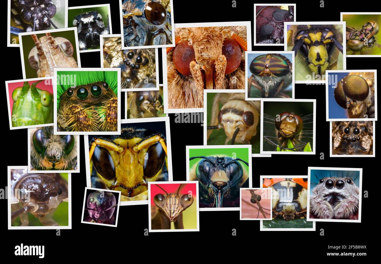 Insect bug and arachnid eyes closeup macro collage Stock Photo - Alamy