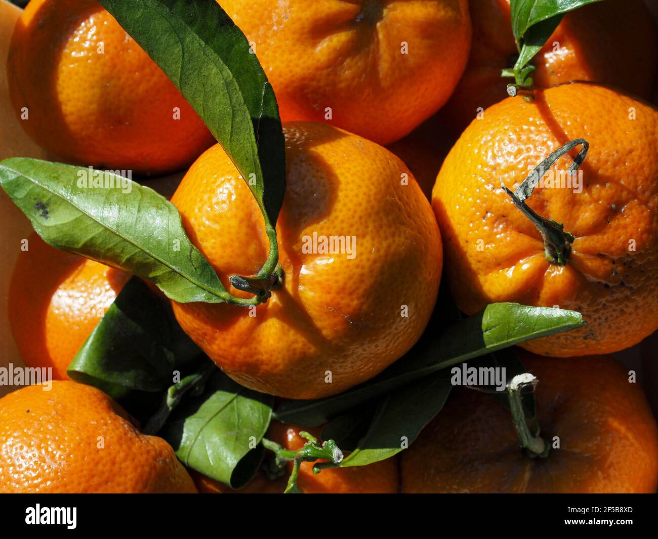Freshly picked oranges spain hi-res stock photography and images - Alamy