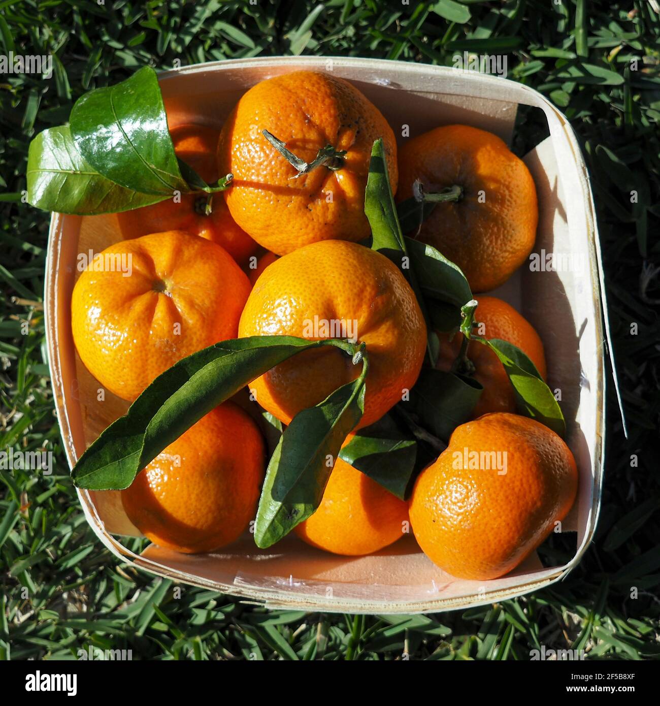 Freshly picked oranges spain hi-res stock photography and images - Alamy