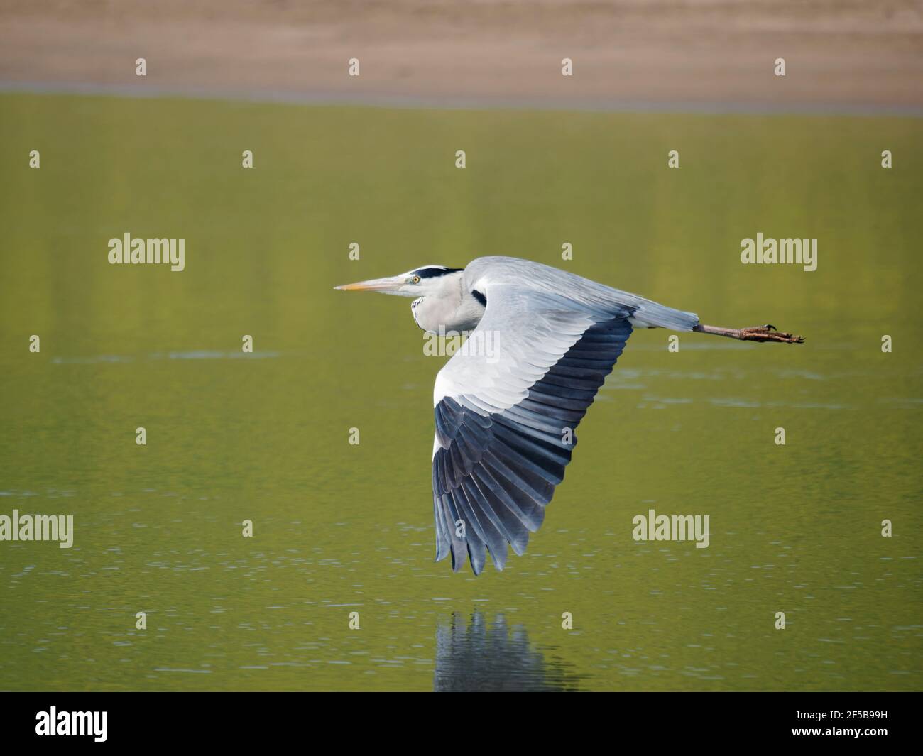 Grey herons in flight hi-res stock photography and images - Alamy