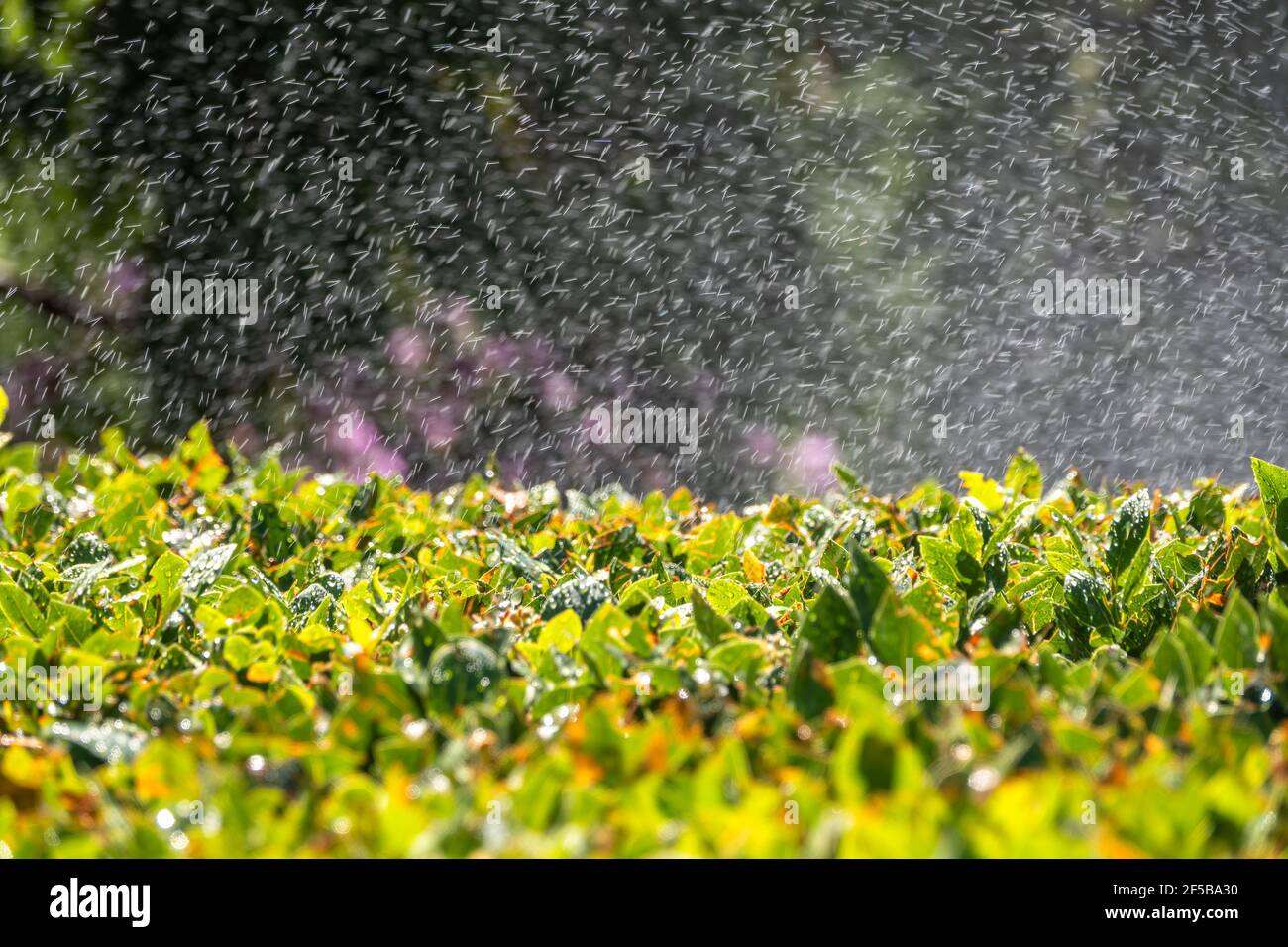 Trimmed bushes with spray of water from irrigation. Natural background ...