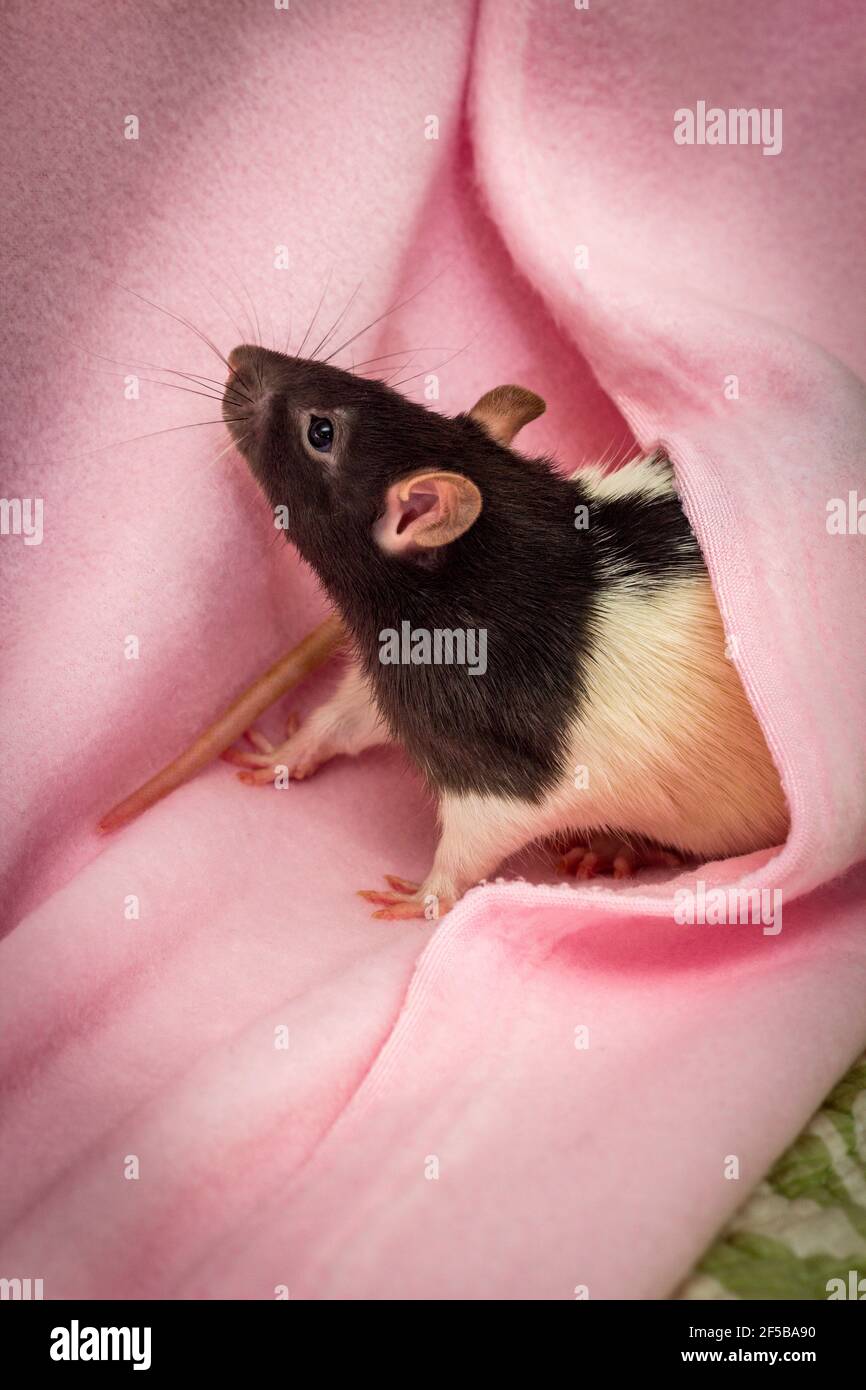 Fancy pet hooded rat exploring sofa indoors Stock Photo - Alamy