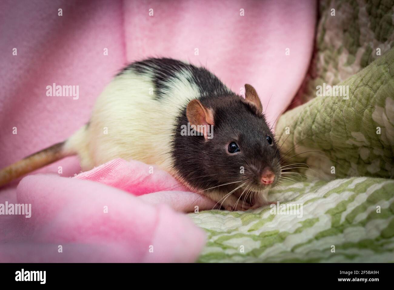 Fancy pet hooded rat exploring sofa indoors Stock Photo - Alamy