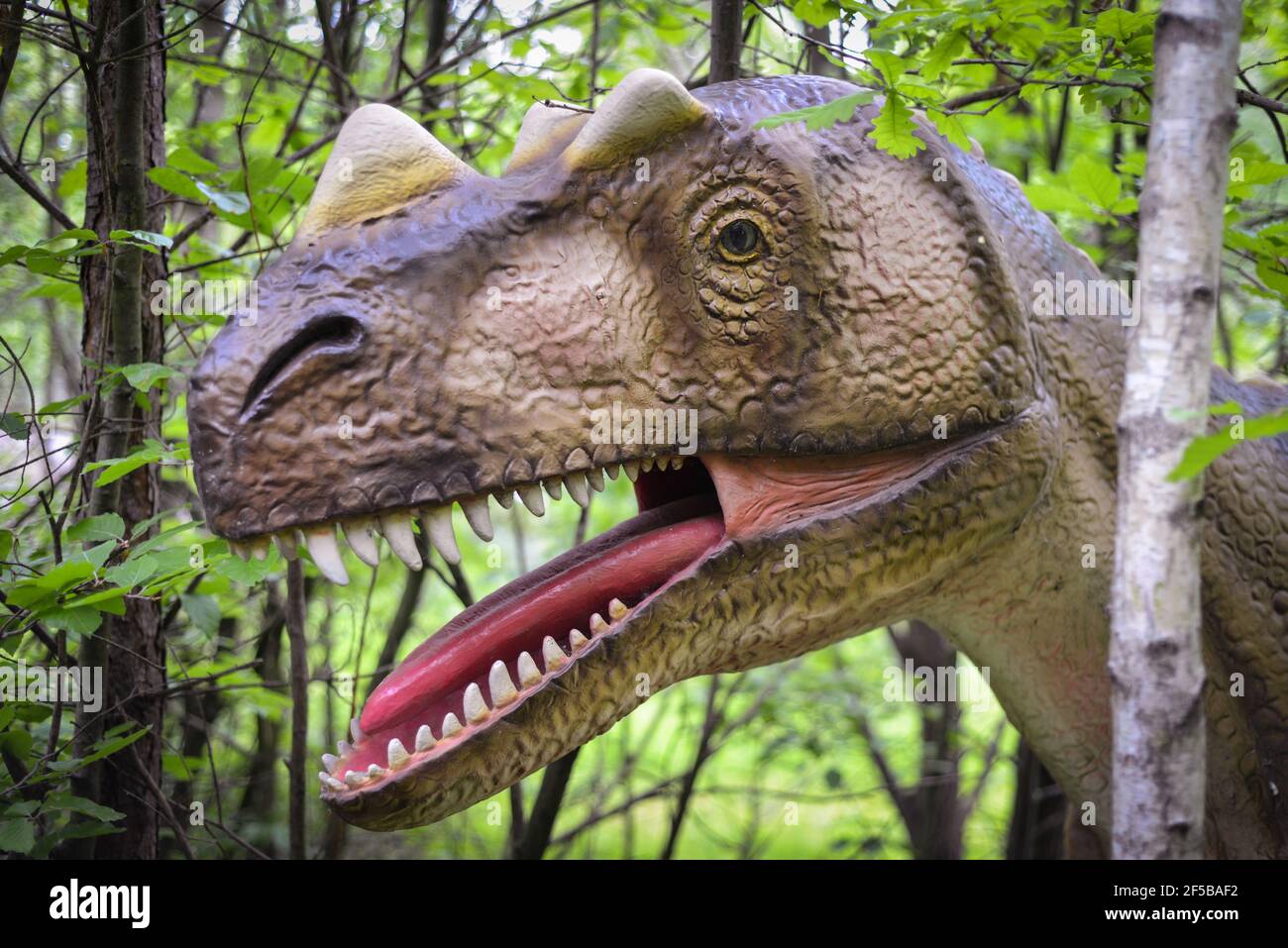 Eye to eye with dinosaurs: Lifesize model of an Allosaurus Stock Photo ...
