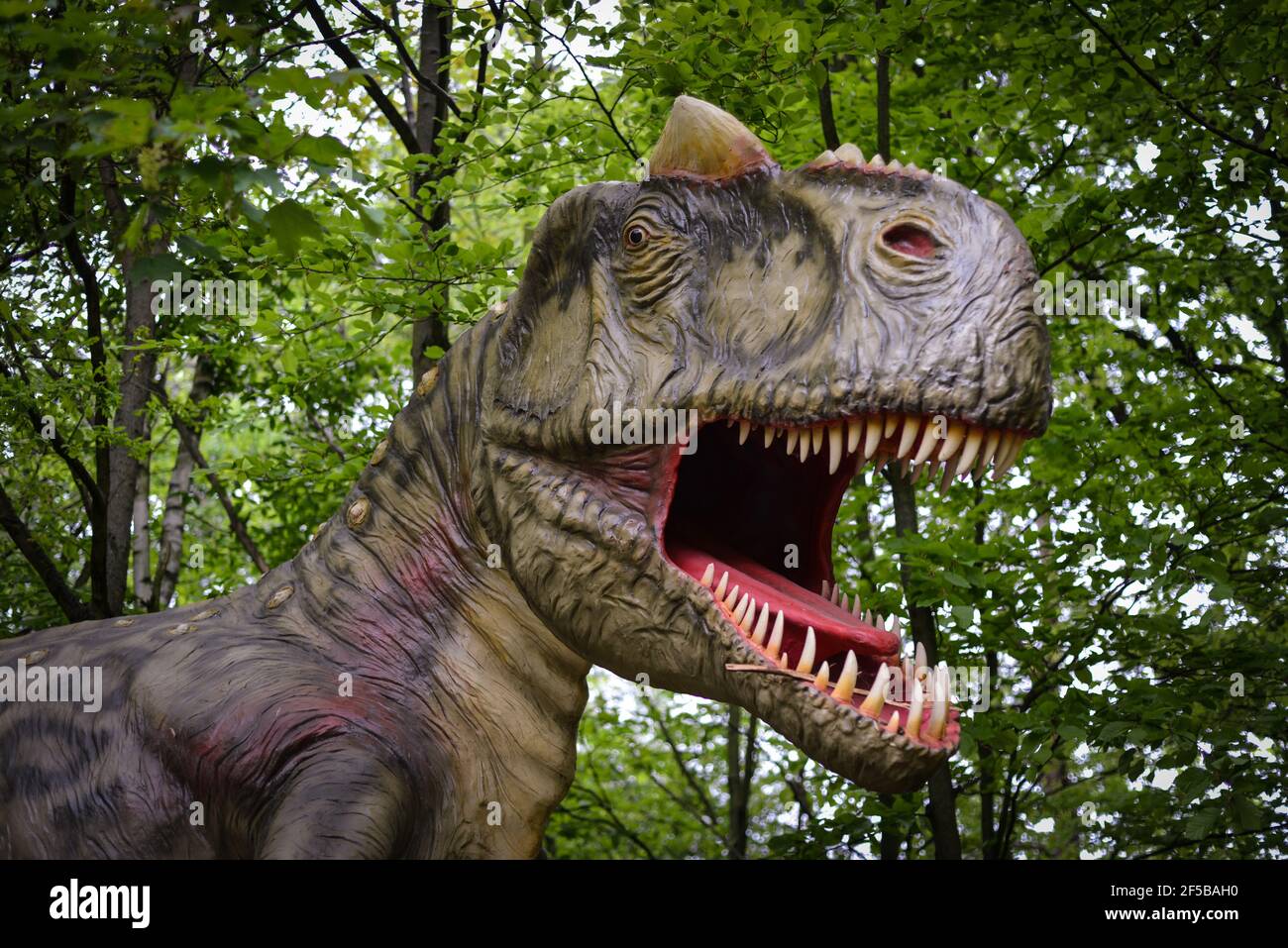 Eye to eye with dinosaurs: Lifesize model of an Allosaurus Stock Photo ...