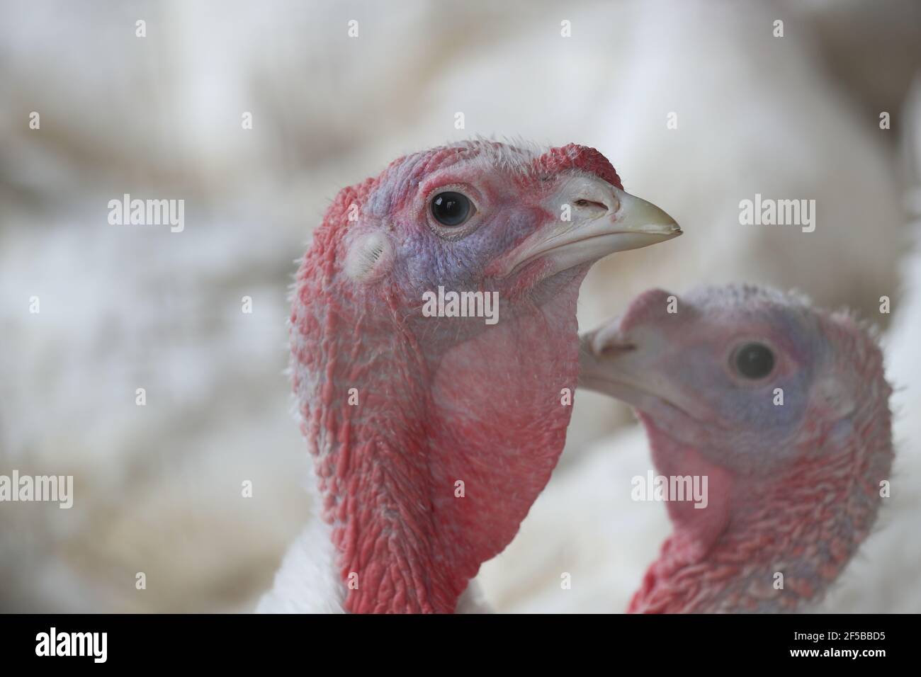 Closeup of two young turkeys on a farm Stock Photo - Alamy