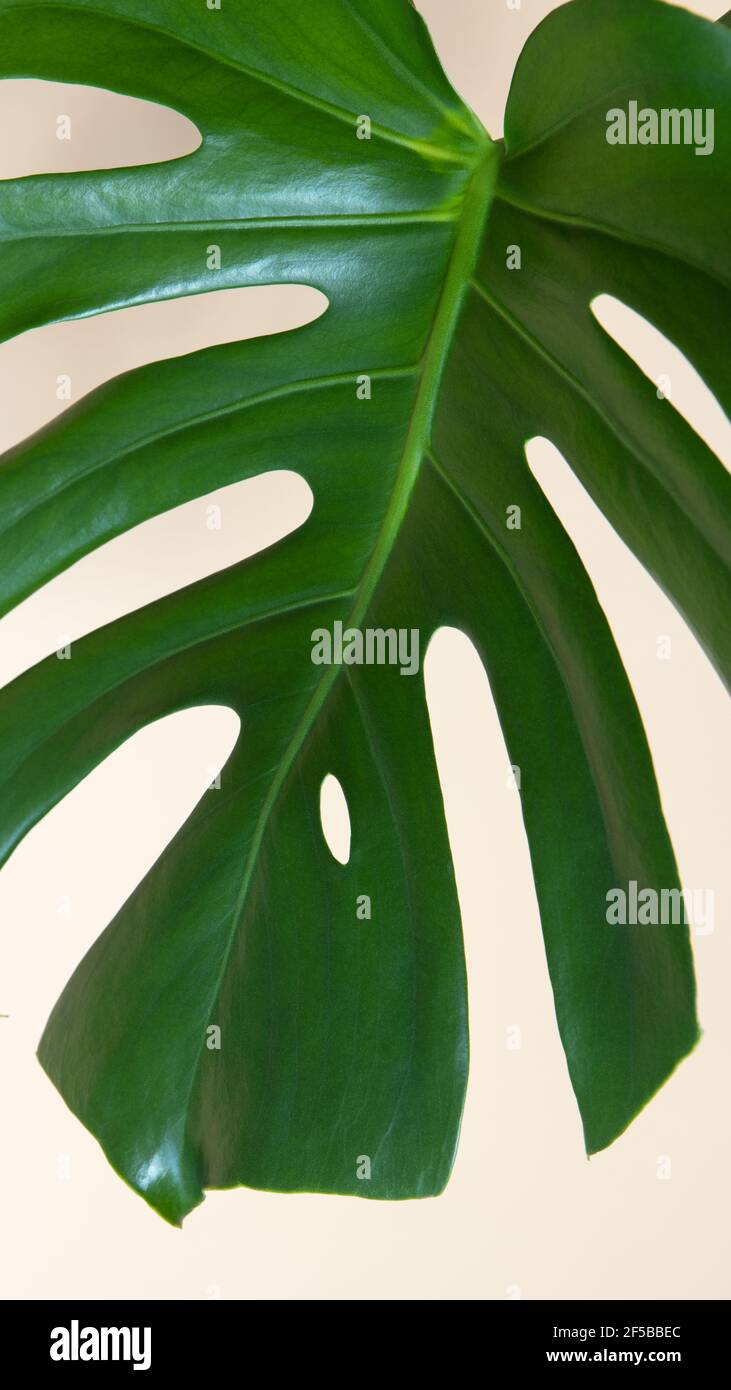 Top view of real Monstera Delicacy. Close-up of green fresh leaf on ...