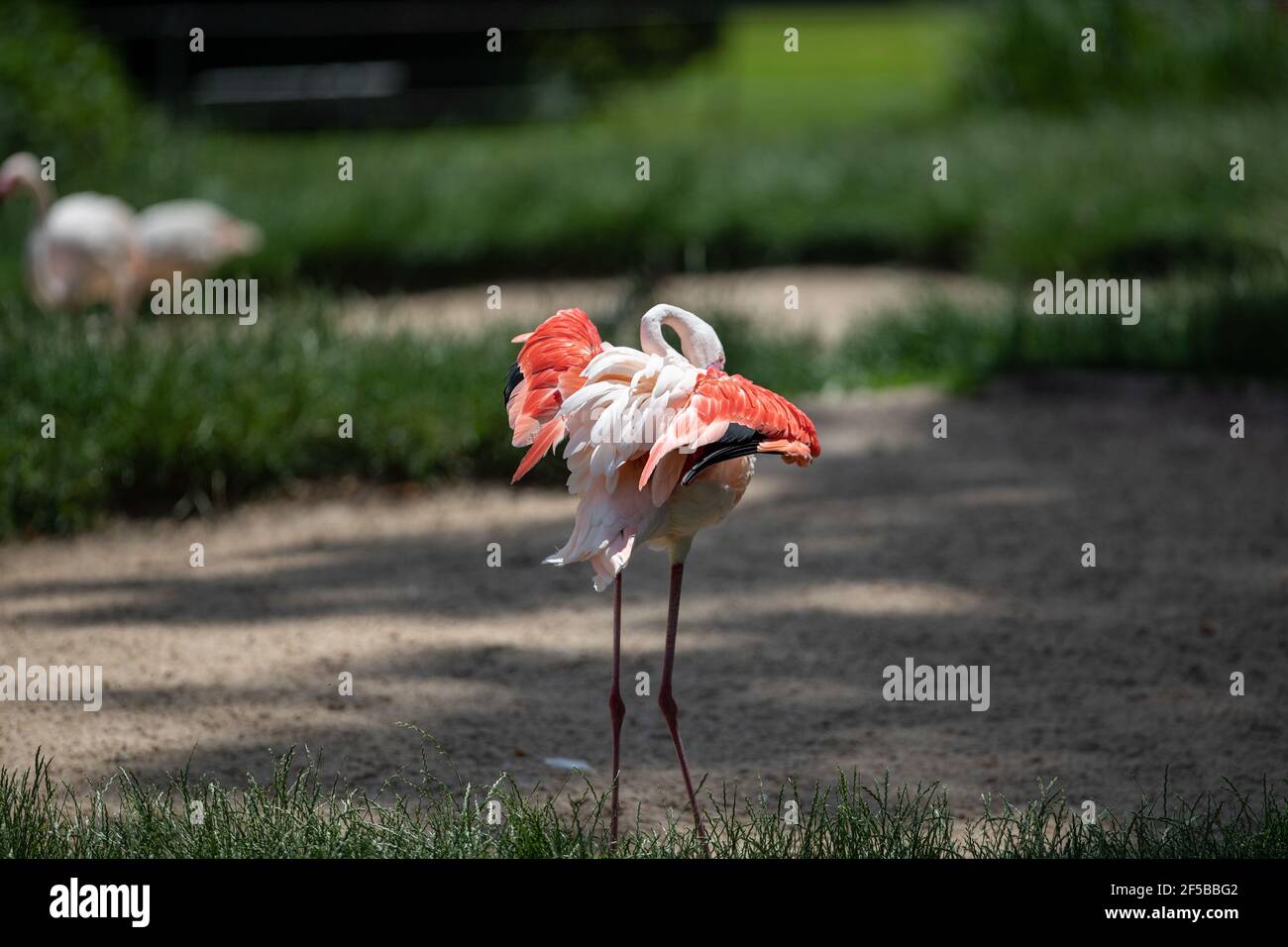 Back view of a beautiful flamingo in a park under the sunlight Stock ...