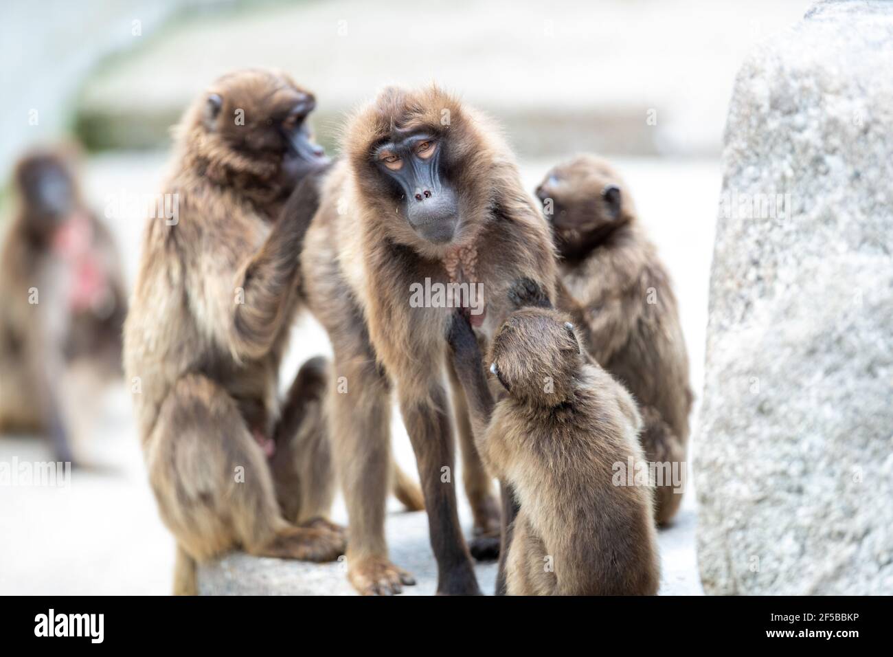 Selective focus shot of a group of monkeys in a zoo Stock Photo - Alamy