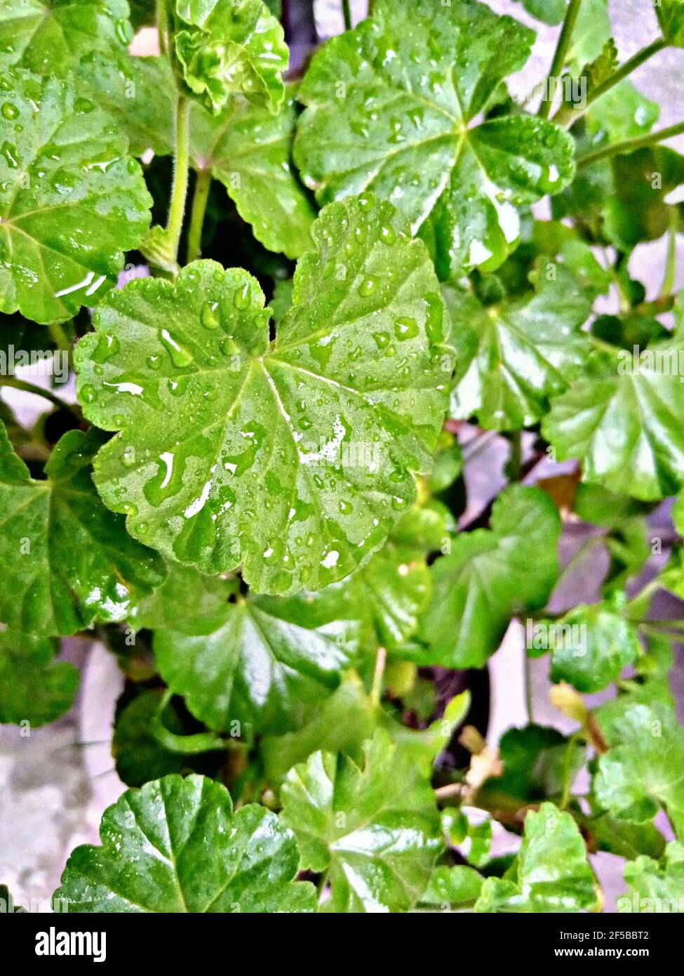 Scrambling shrub of zonal pelargonium plant with raindrops on green ...