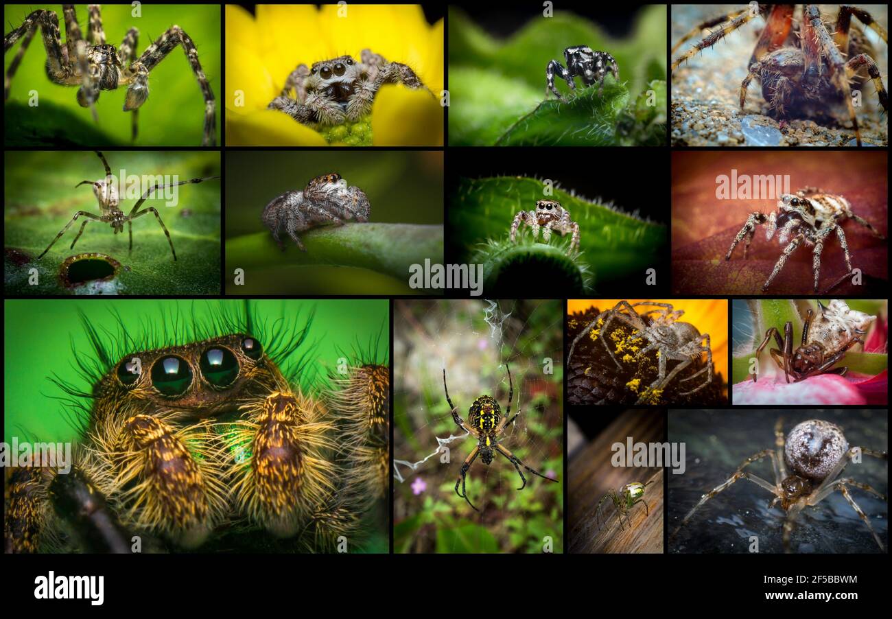 Nature collage of variety of spiders and arachnids shot in extreme ...