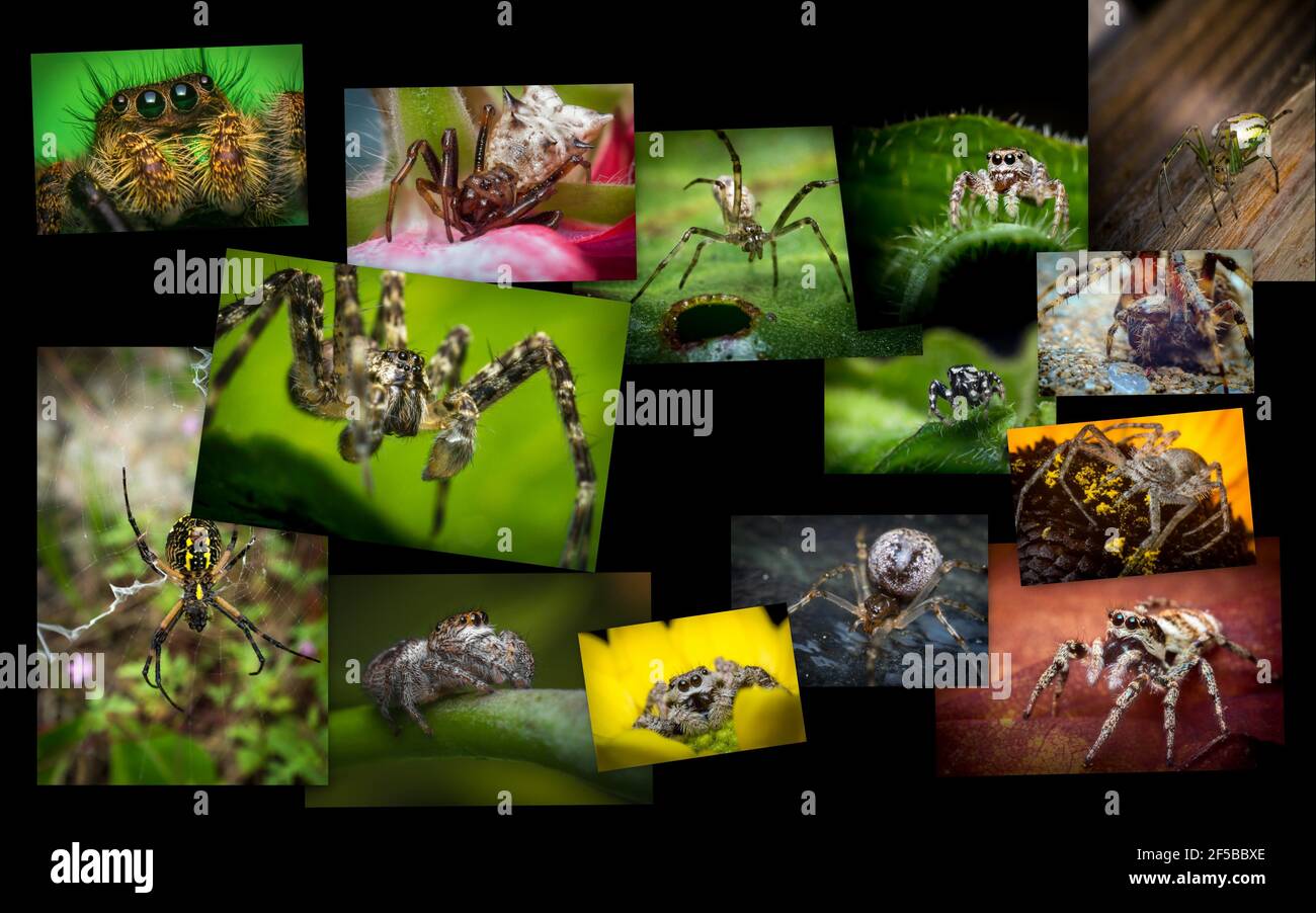 Nature collage of variety of spiders and arachnids shot in extreme ...