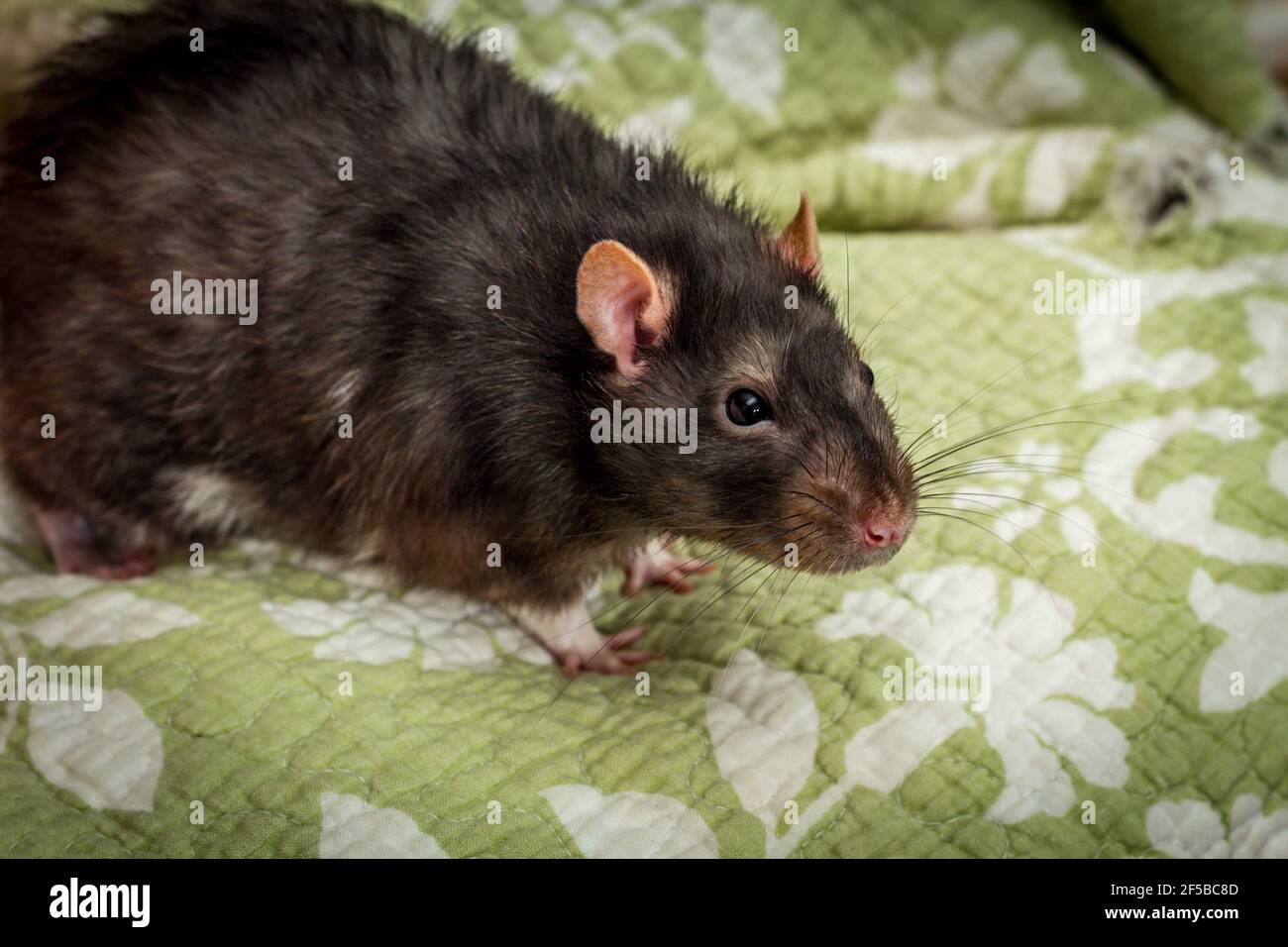 Berkshire rat hi-res stock photography and images - Alamy