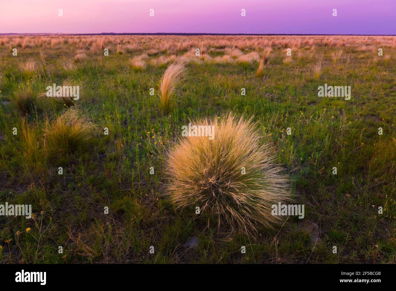 Pampas grassland landscape, La Pampa Province, Patagonia, Argentina ...