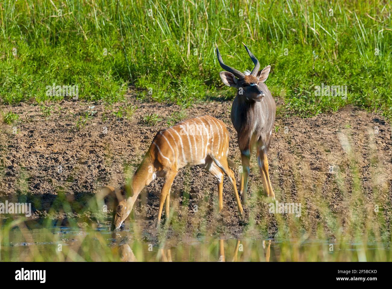Nyala female in Kruger National Park, South Africa Stock Photo - Alamy
