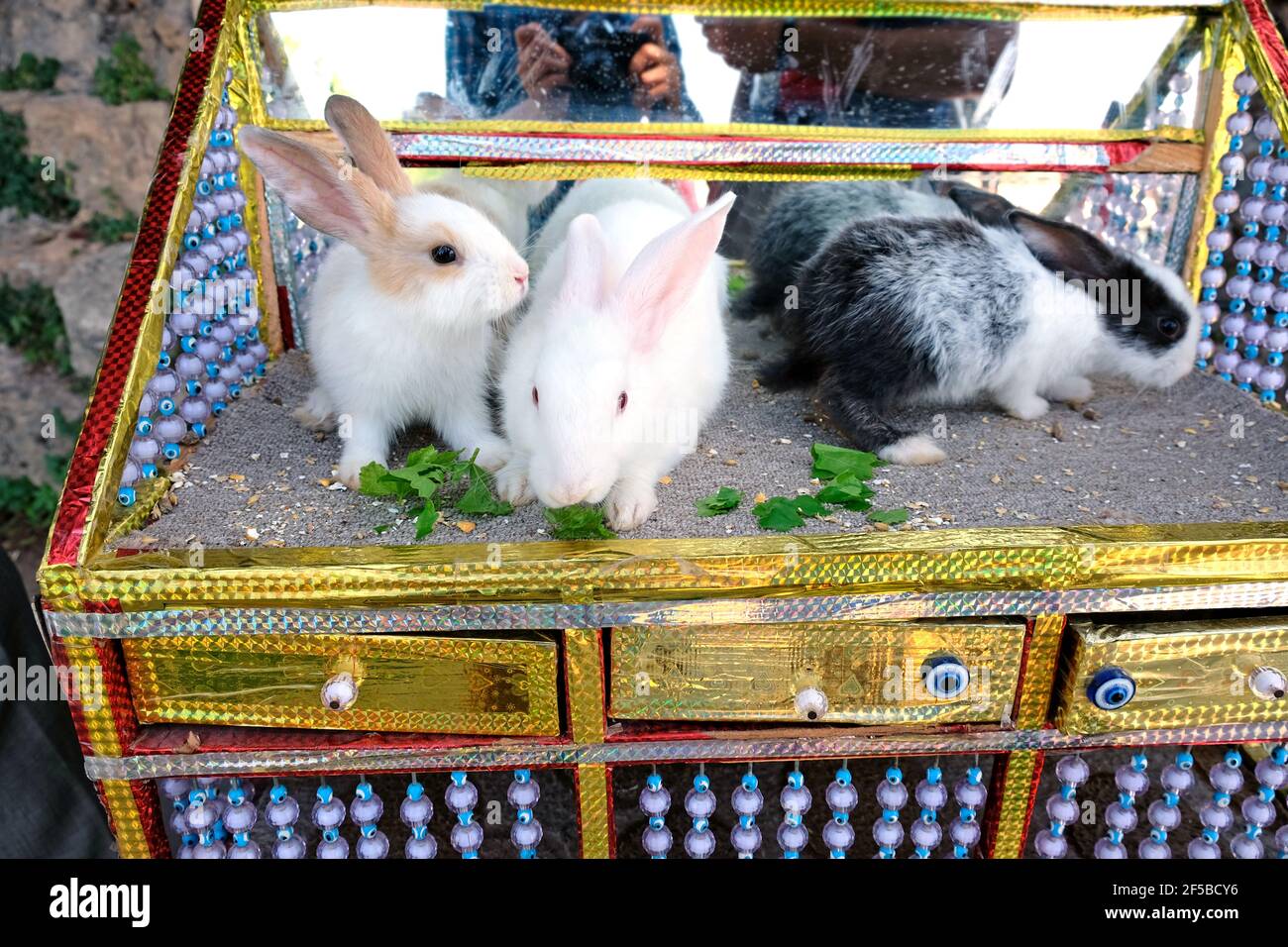 Three rabbits on the table are eating greens. In Turkey, rabbits for ...