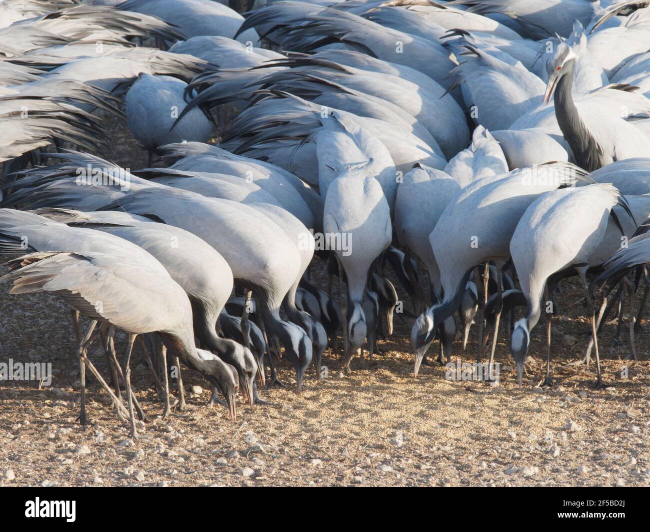 Crane Feeding High Resolution Stock Photography and Images - Alamy