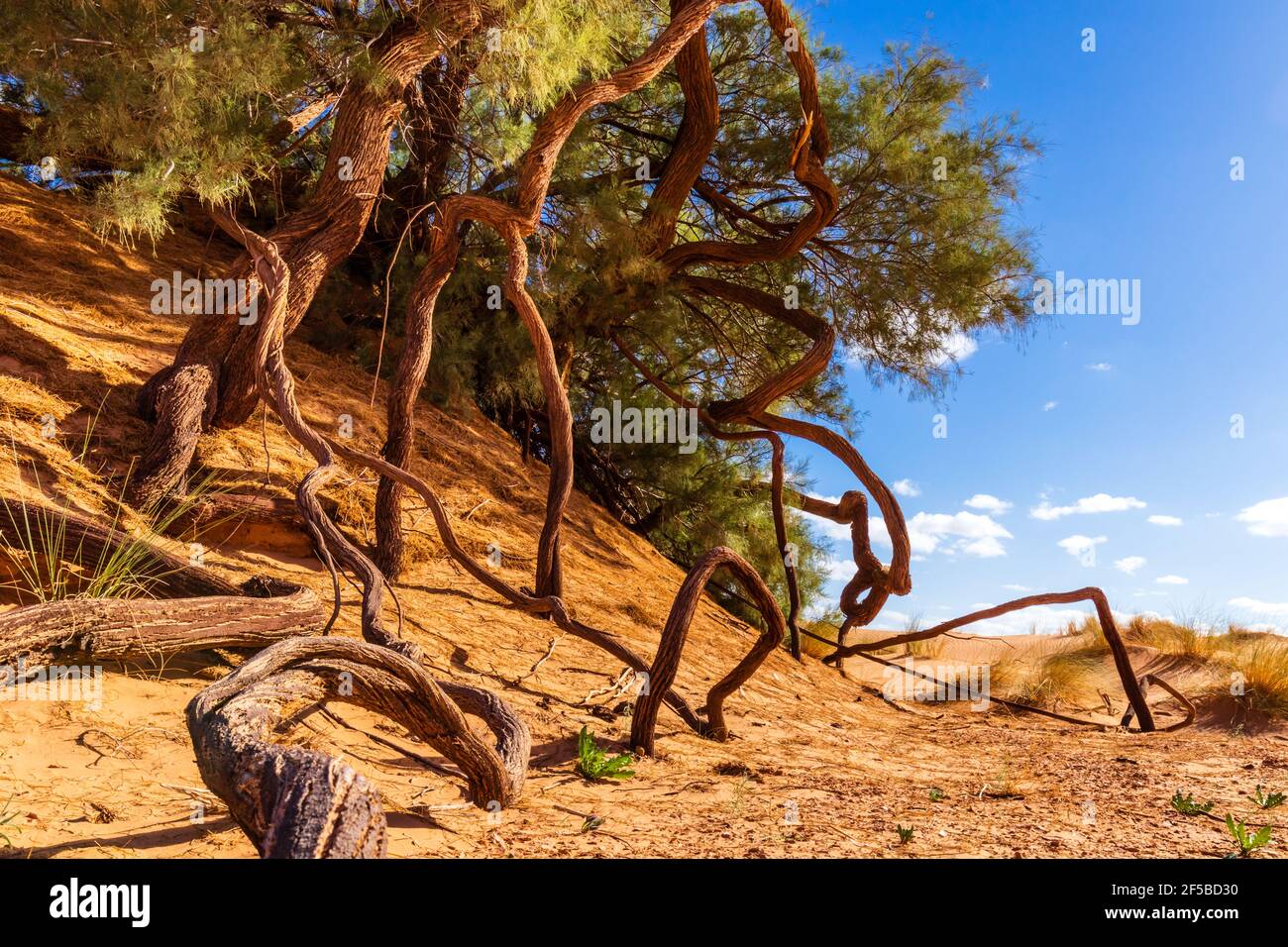 Twisted Acacia High Resolution Stock Photography and Images - Alamy