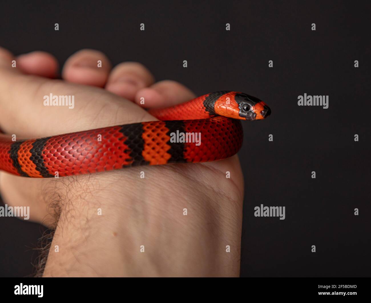 Lampropeltis triangulum, commonly known as the milk snake or milksnake ...