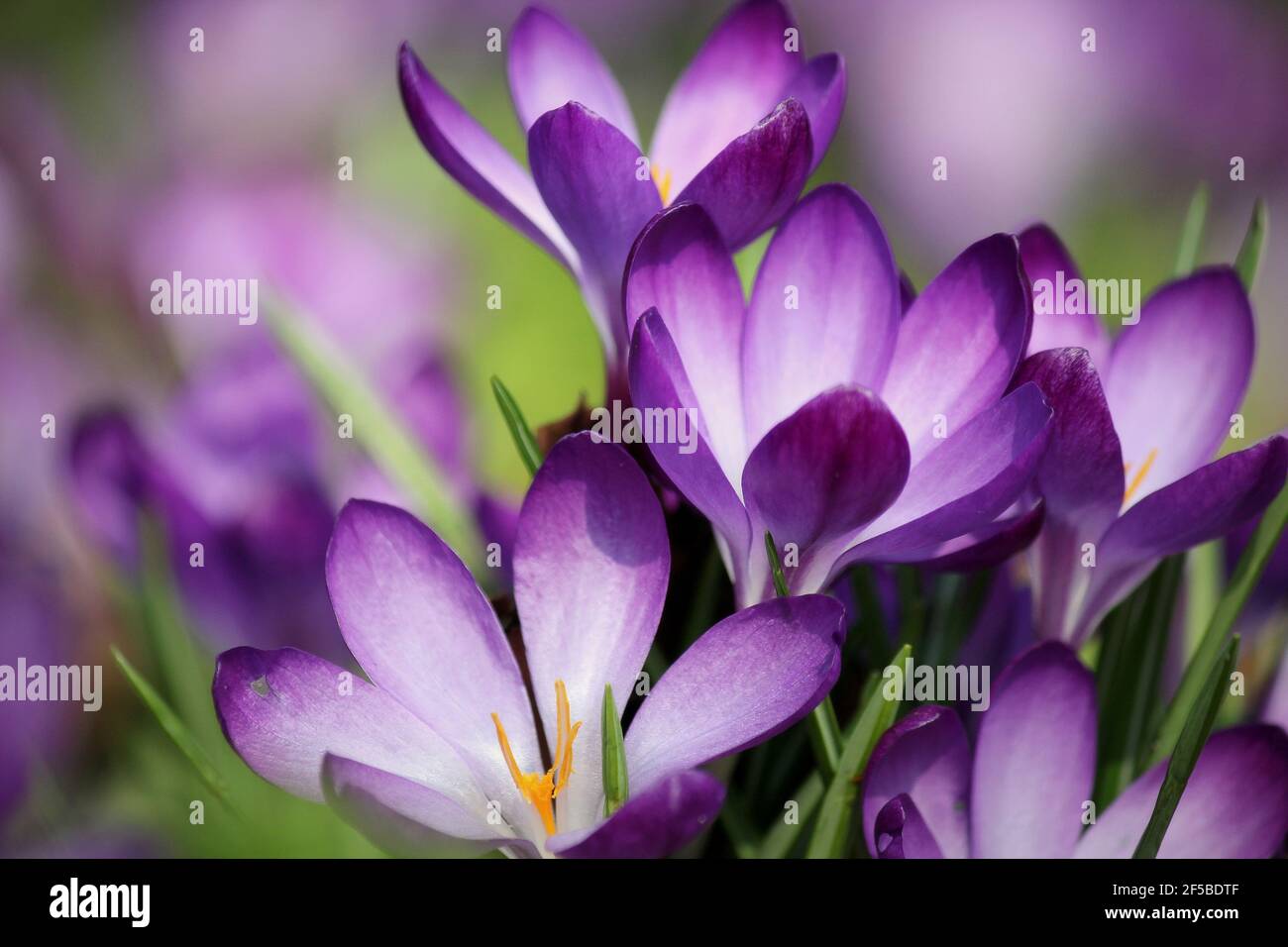 Safran saffron crocus sativus hi-res stock photography and images - Alamy