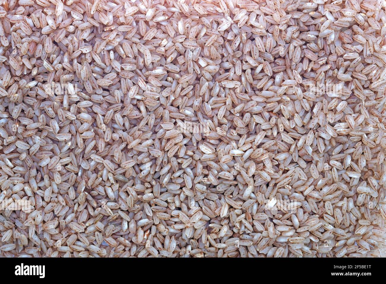 Rice pink matta devzira background. Grains of rice devzira close-up ...